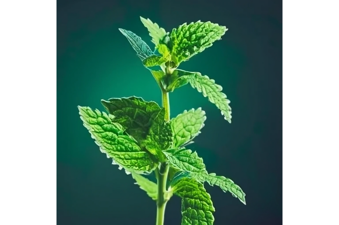 Bienfaits du Tulsi - Basilic Sacré | La Main Verte – La main verte - CBD